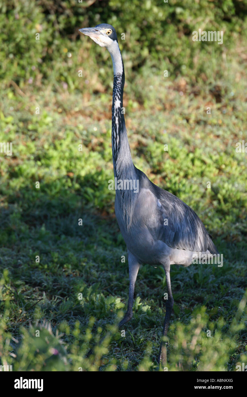 Black headed heron, Ardea melanocephala, Cape, S. Africa Stock Photo ...