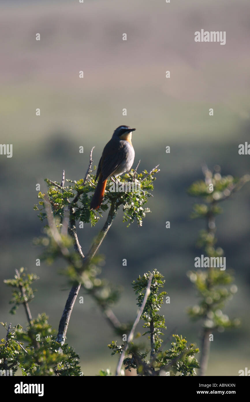 Uganda lizards hi-res stock photography and images - Alamy