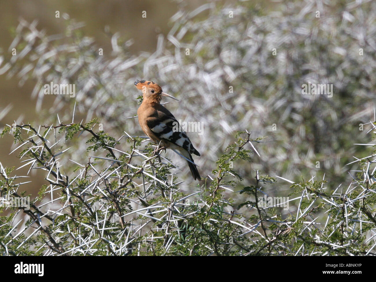 Upupa madagascar hi-res stock photography and images - Alamy
