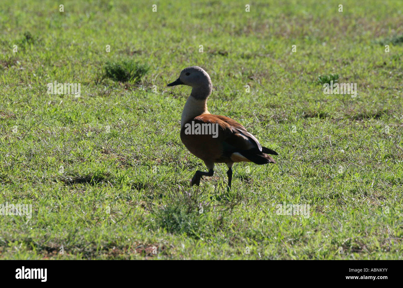 South African Shelduck, Tadorna cana, S. Africa Stock Photo - Alamy