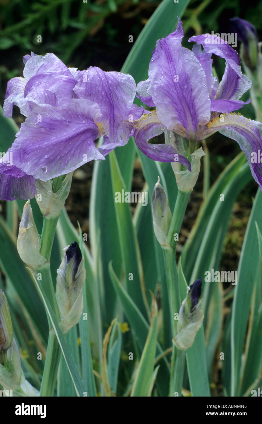 Iris pallida variegata hi-res stock photography and images - Alamy