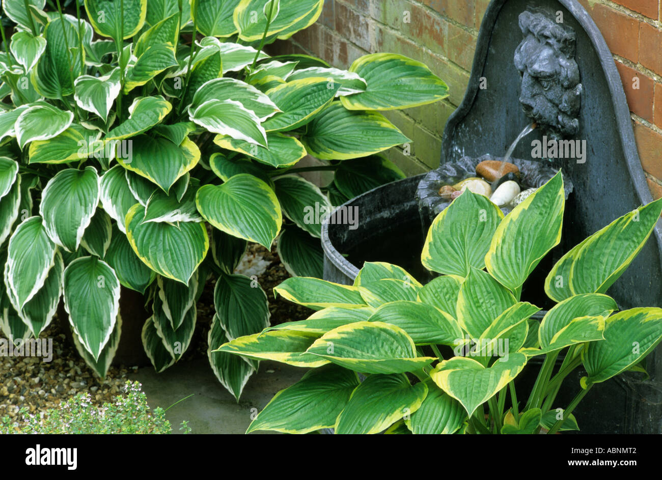 Hosta thomas hogg hi-res stock photography and images - Alamy