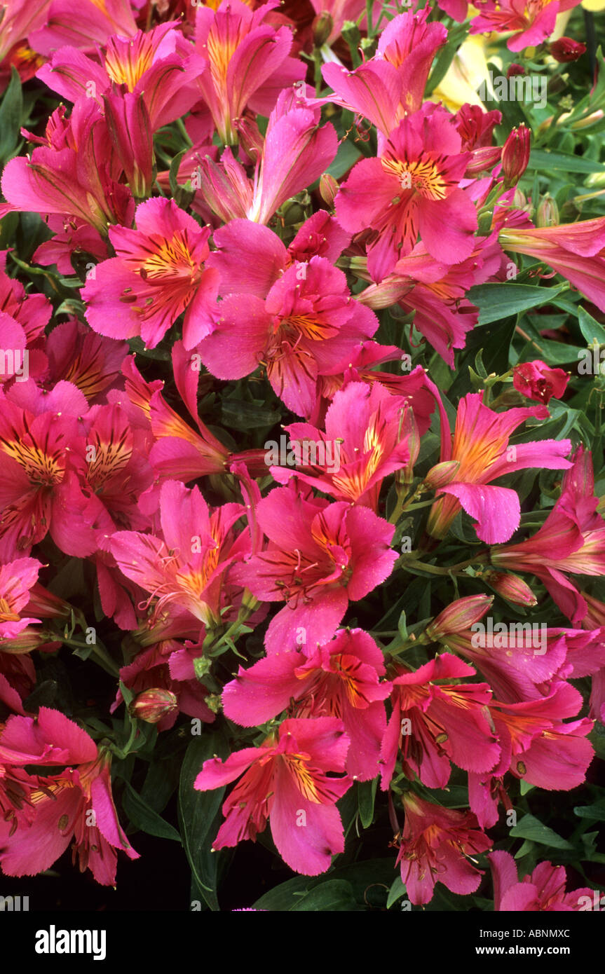 Alstroemeria princess ivana hi-res stock photography and images - Alamy
