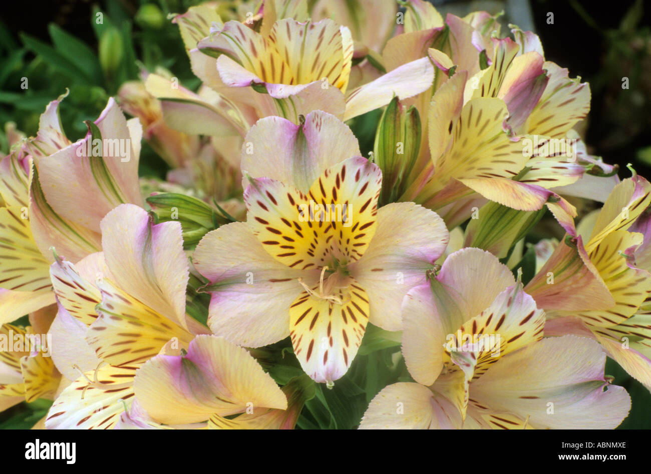 Alstroemeria 'Princess Monica' Stock Photo - Alamy