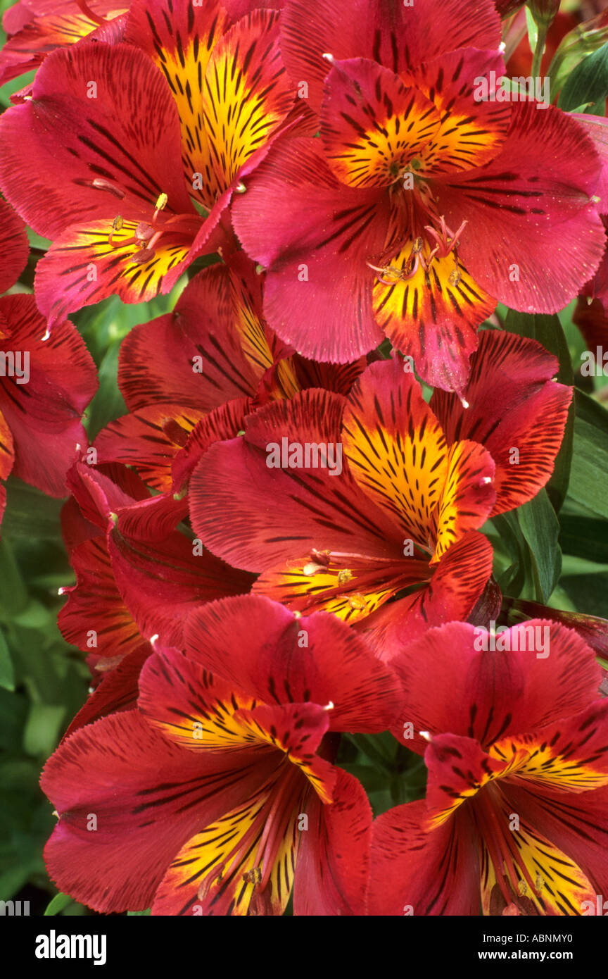 Alstroemeria Princess Oxana Stock Photo - Alamy