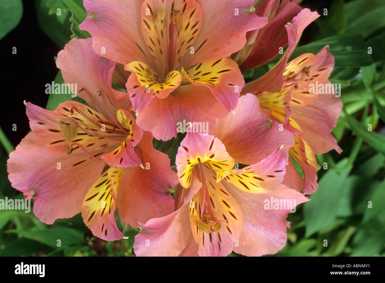 Zavina hi-res stock photography and images - Alamy