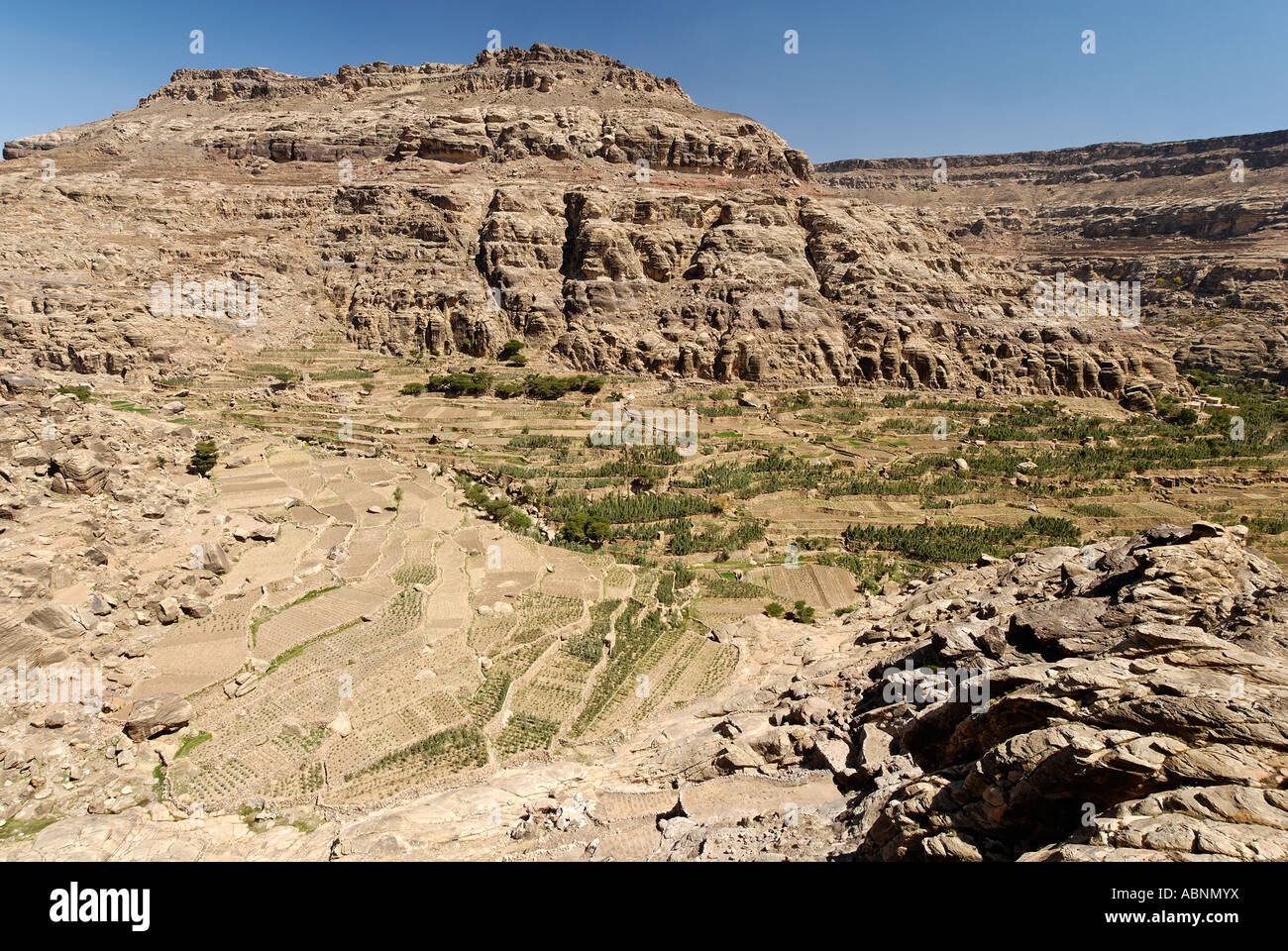 Qat plantation in the jemenian mountains Yemen Stock Photo - Alamy