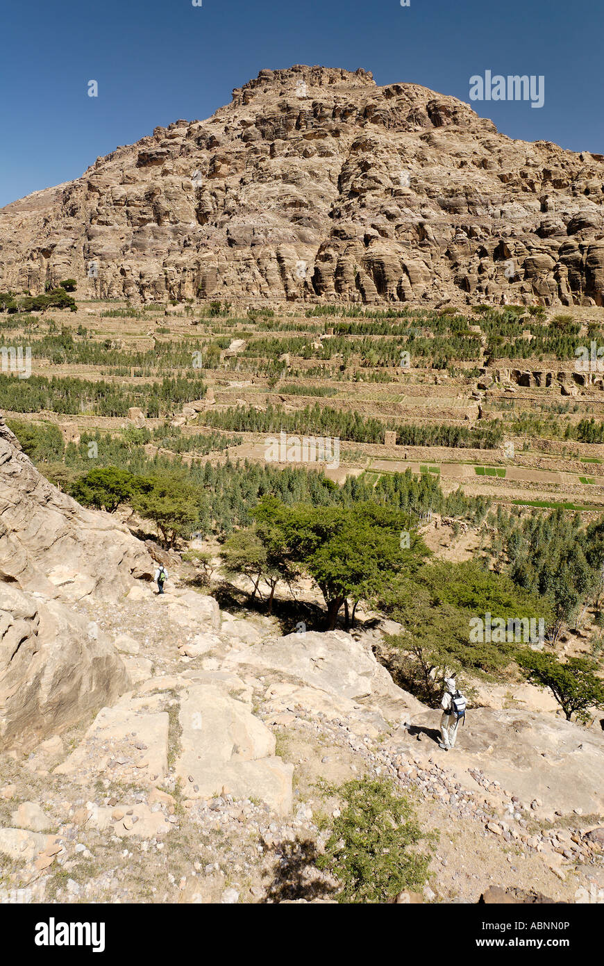 Qat plantation in the jemenian mountains Yemen Stock Photo - Alamy