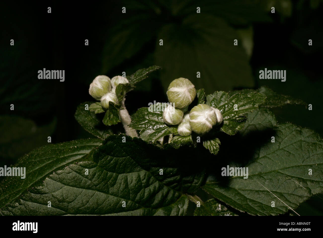 Flowet hi-res stock photography and images - Alamy