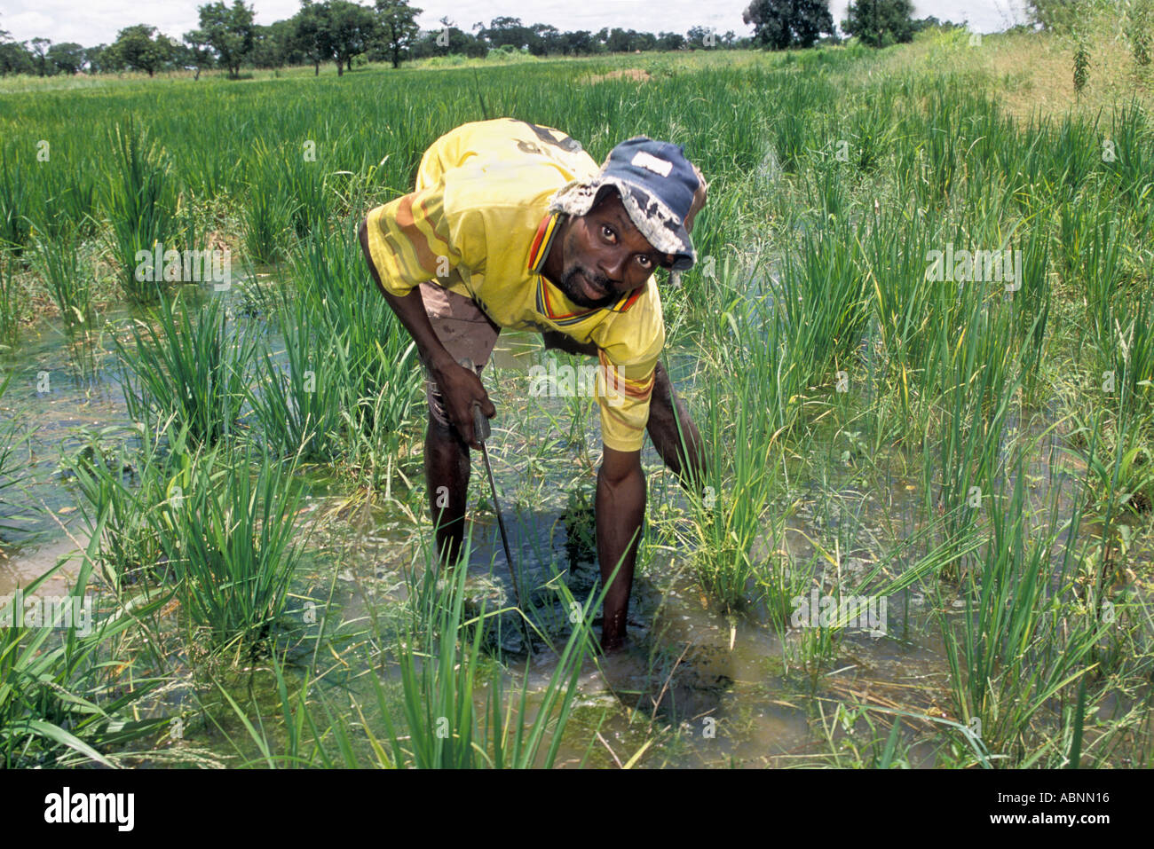 Ghana rice hi-res stock photography and images - Alamy