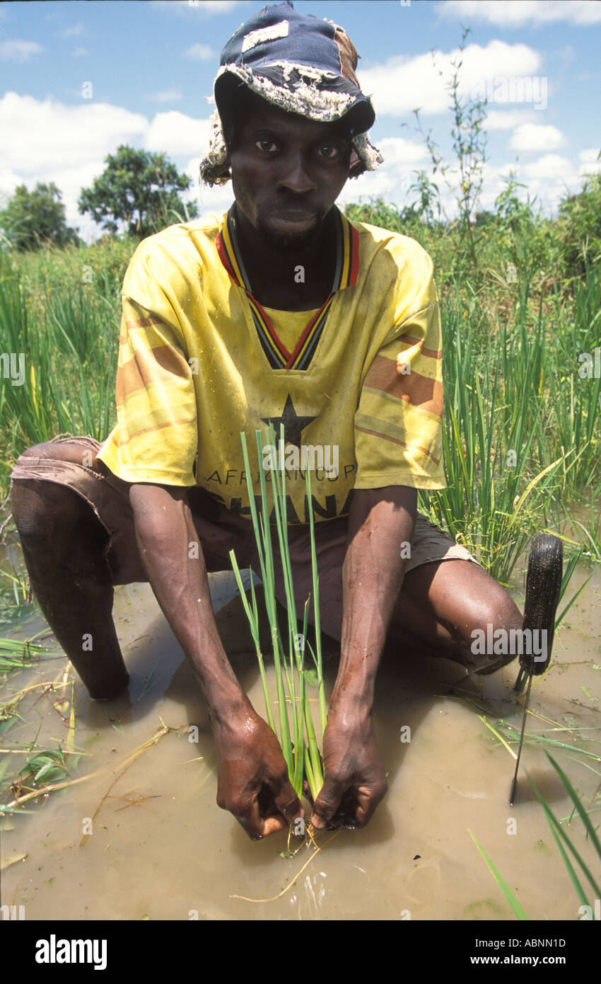 Ghanaian farmer planting rice in his rice paddy feels a victim of ...