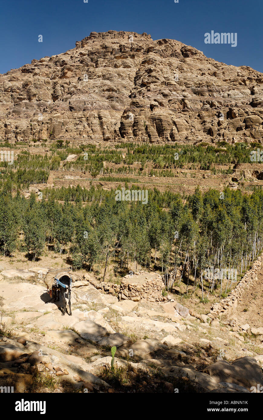 Canyon qat plantation in yemenian hi-res stock photography and images ...