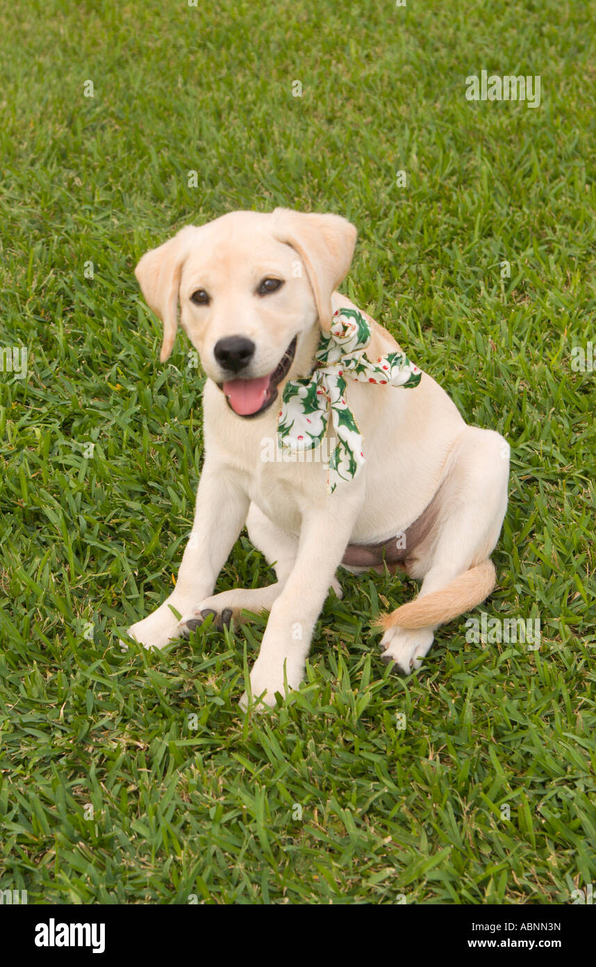 Labrador puppy with ribbon Stock Photo - Alamy