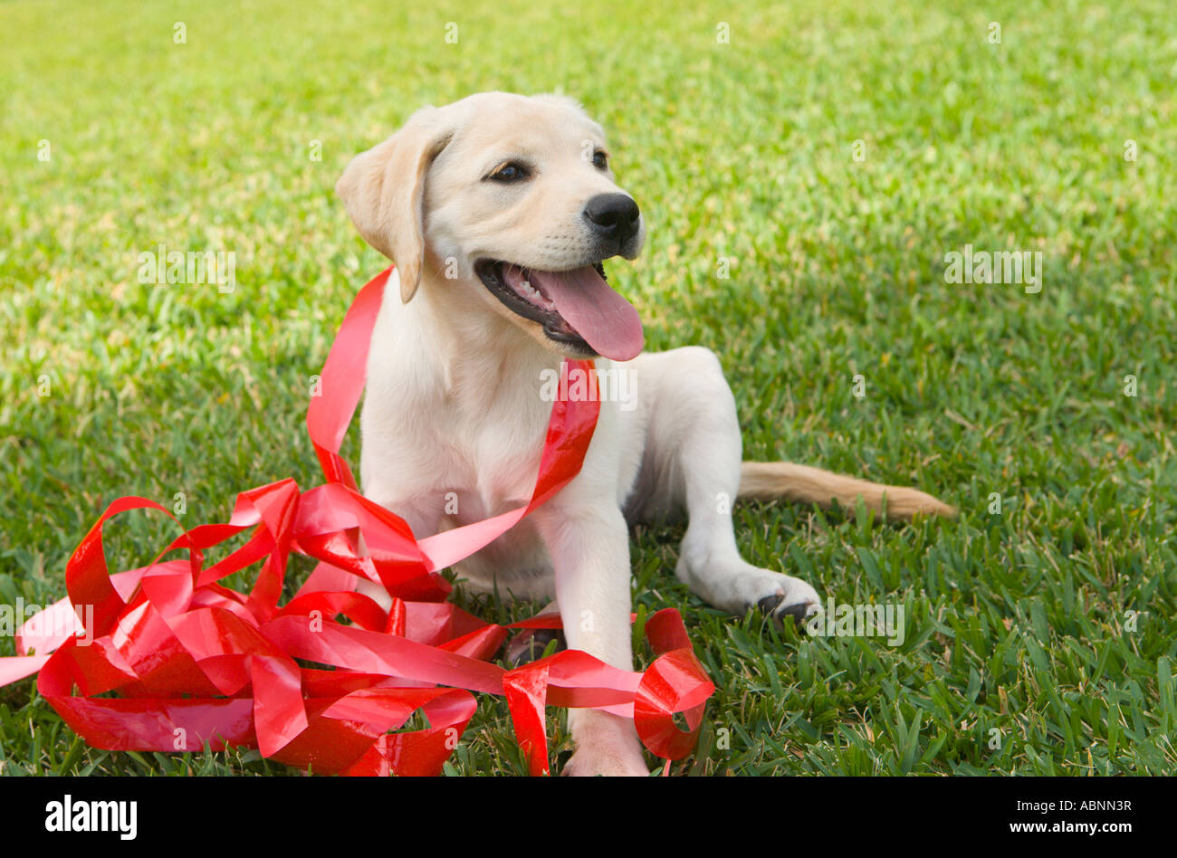 Labrador puppy with red ribbon Stock Photo - Alamy