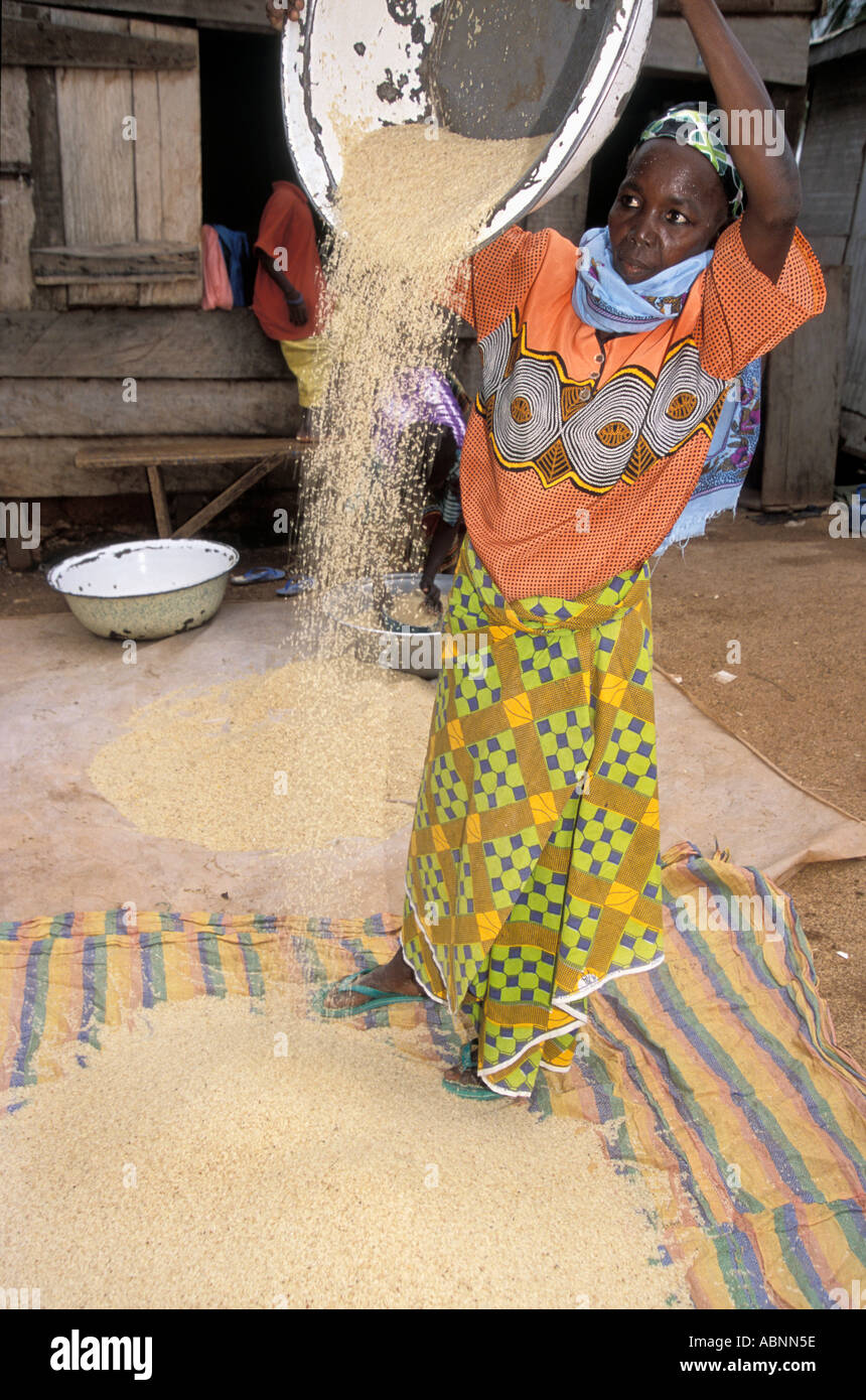 Ghana victim of unfair World Trade Female rice grower displays her ...
