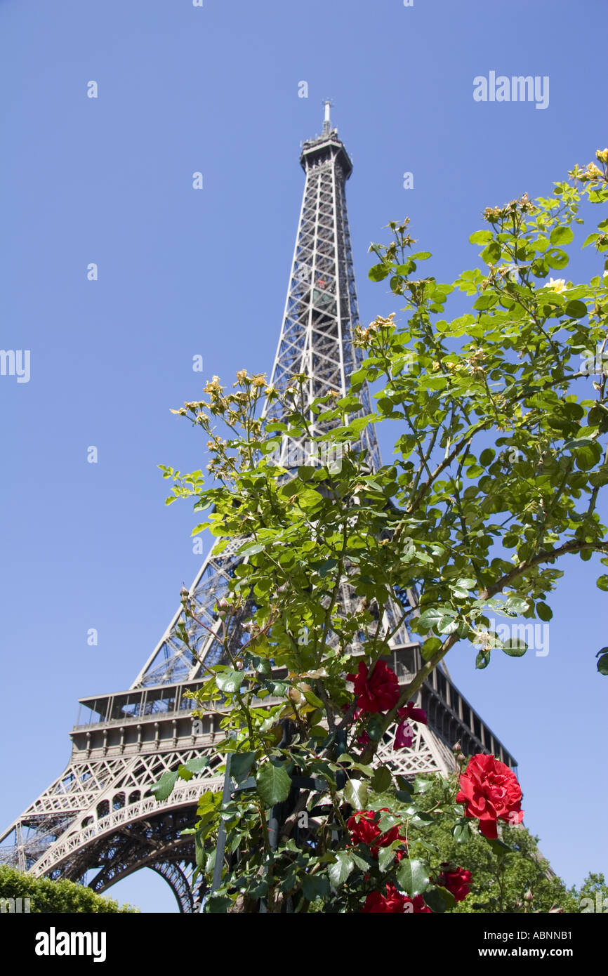 Red roses on bush in the Parc du Champ de Mars and the Tour Eiffel ...