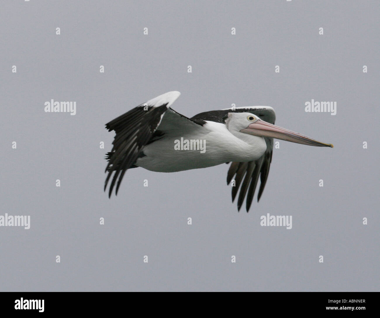 pelican in flight Stock Photo - Alamy