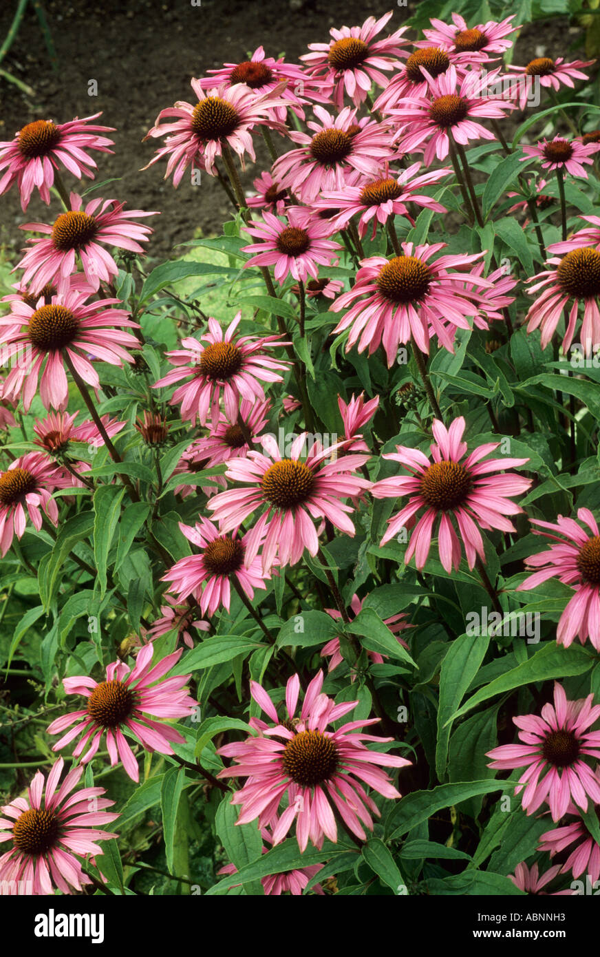 Echinacea purpurea 'Magnus' Stock Photo - Alamy