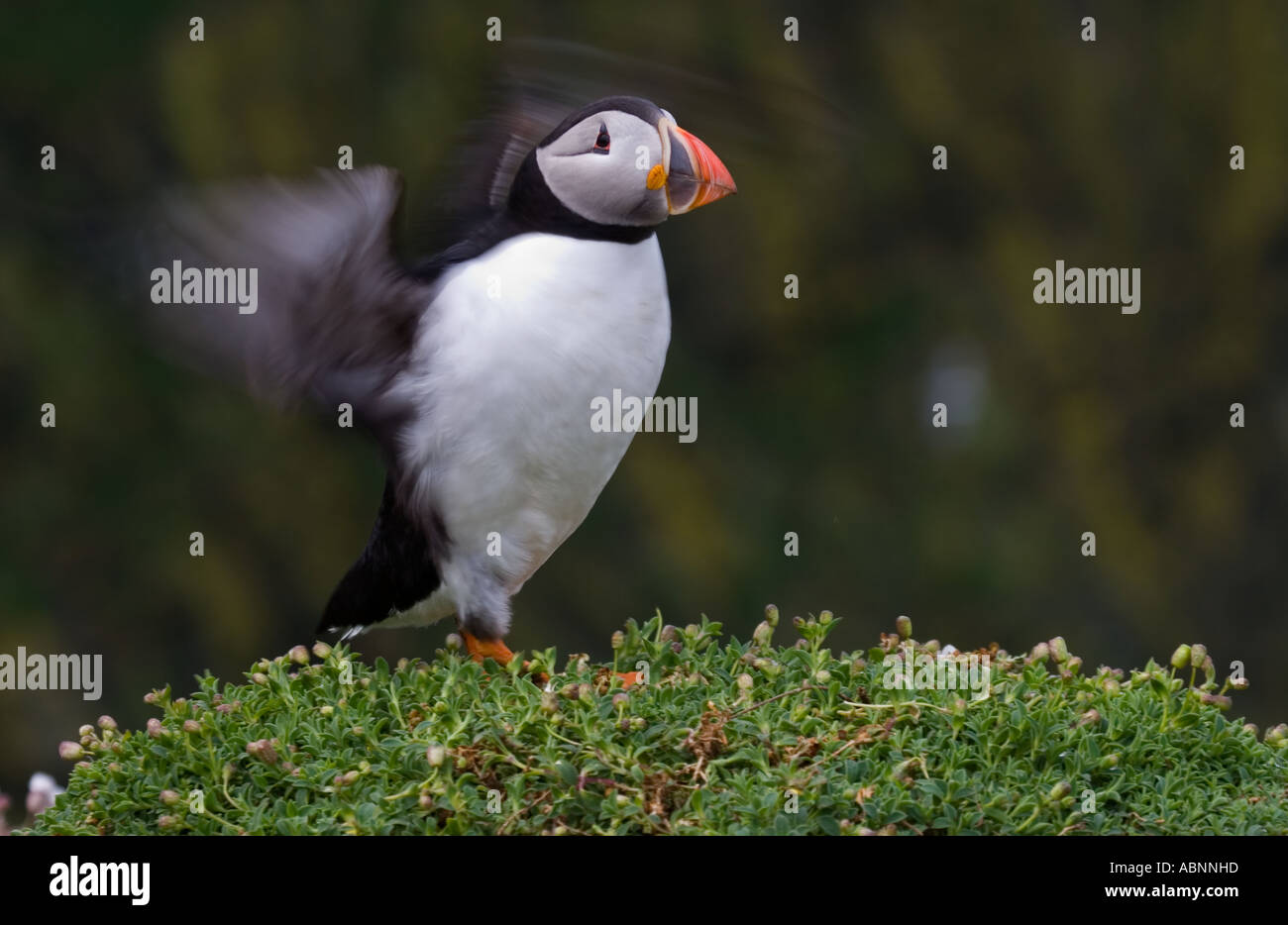 Flapping board hi-res stock photography and images - Alamy