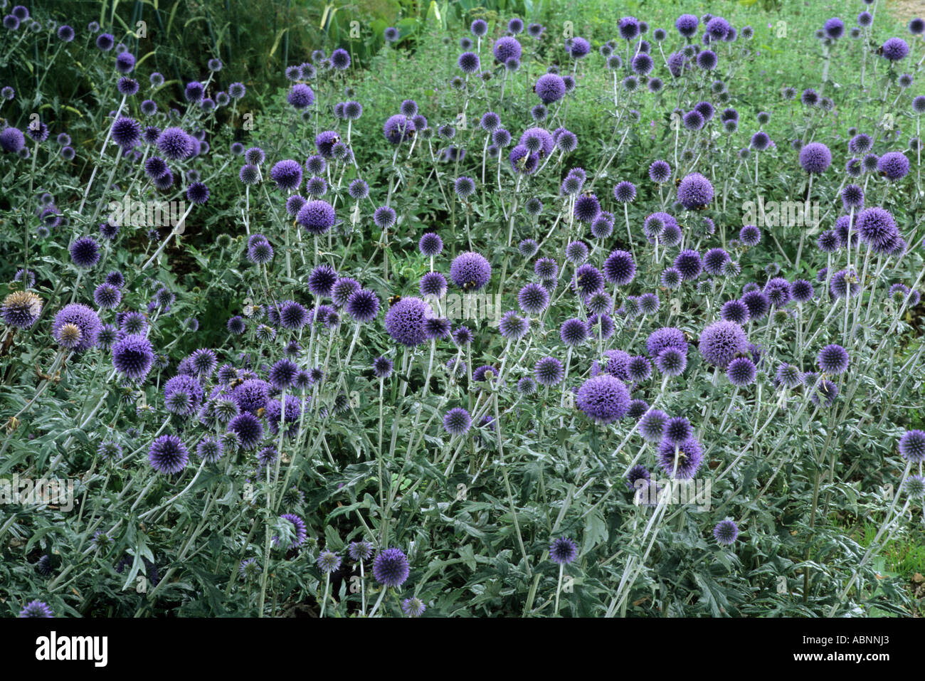 Echinops Veitch s Blue Stock Photo - Alamy