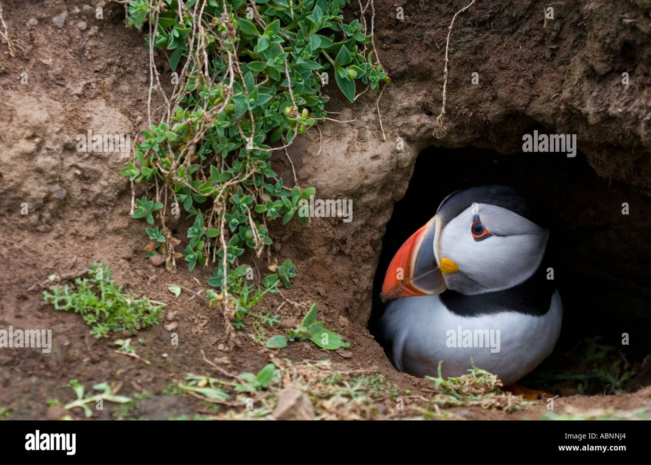 Puffin looking out of burrow 2 Stock Photo - Alamy