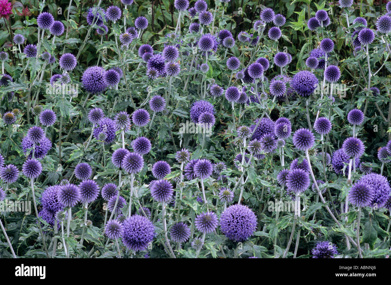 Echinops Veitch s Blue Stock Photo - Alamy