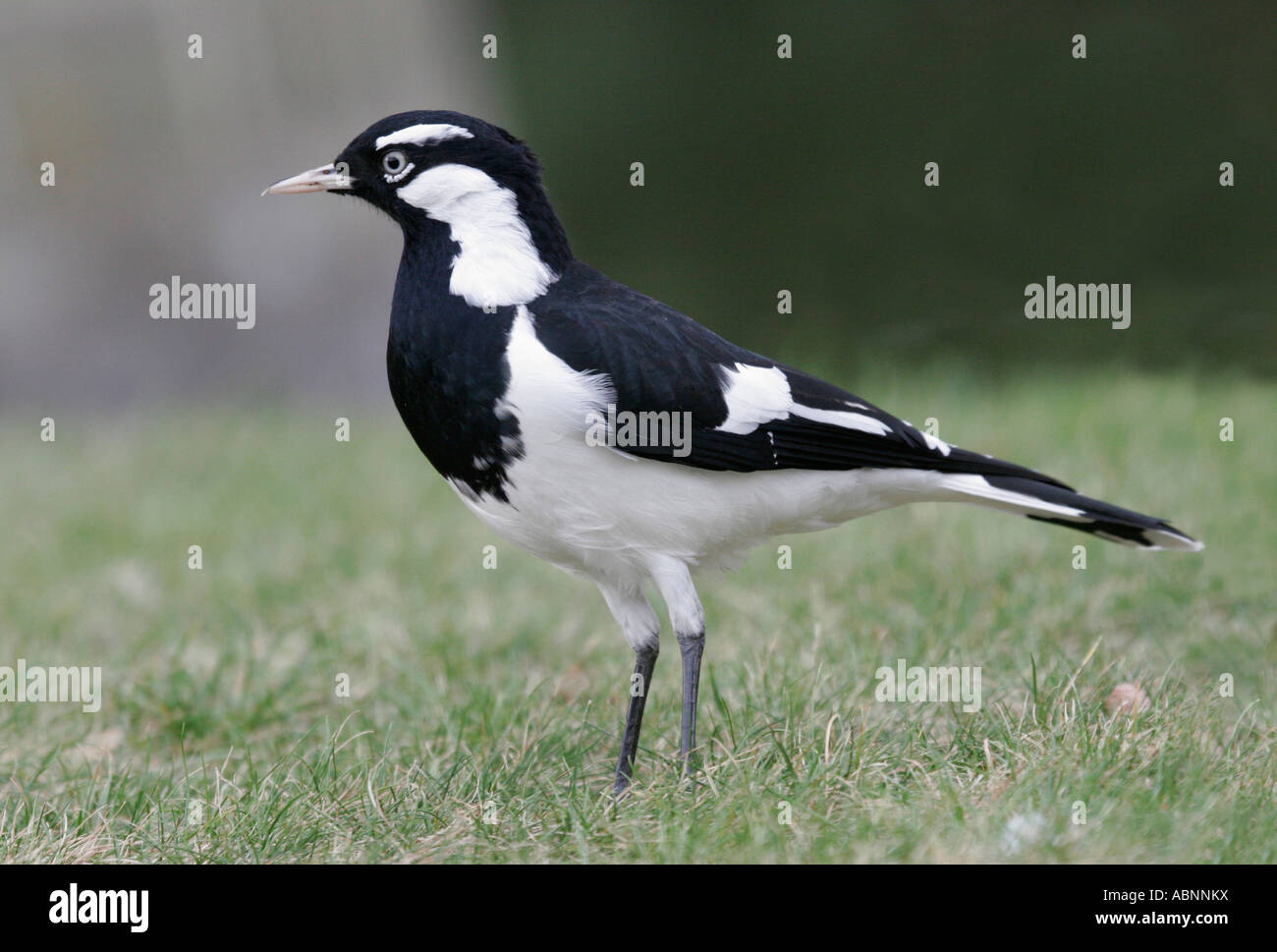 baby magpie lark Stock Photo - Alamy