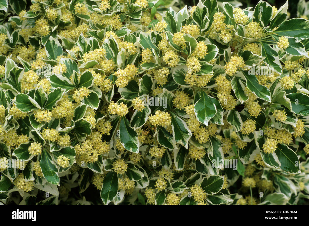 Euonymus fortunei Emerald Gaiety Stock Photo - Alamy