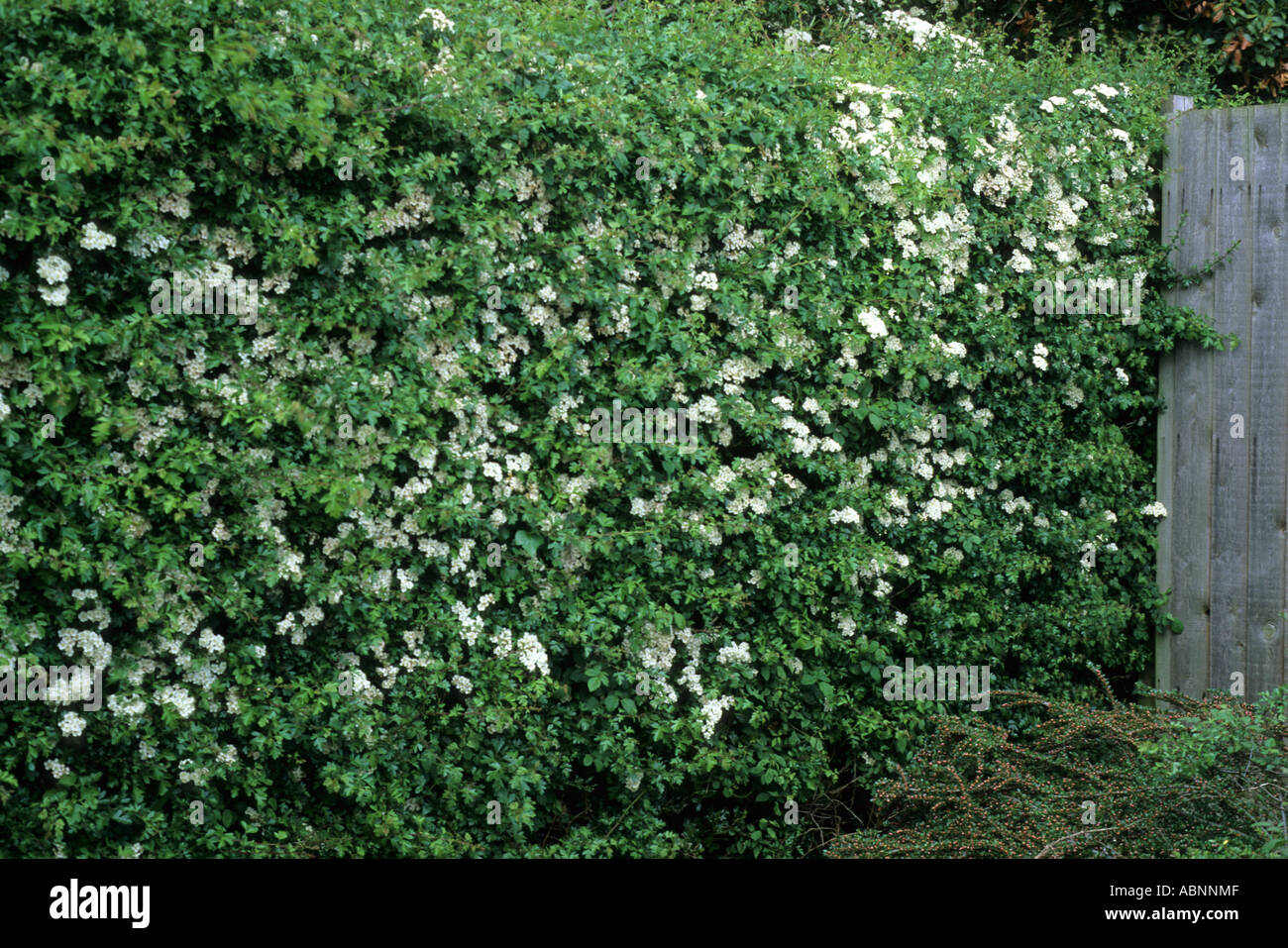 Hedge, Hawthorn, garden boundary Stock Photo - Alamy