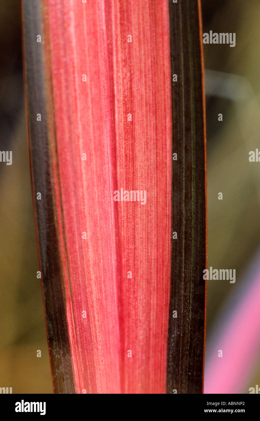 Phormium 'Pink Panther' Stock Photo - Alamy