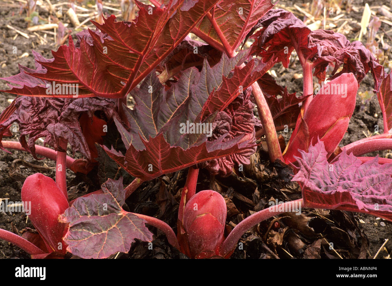 Rheum palmatum var. tanguticum, purple red foliage, new growth, rhubarb ...