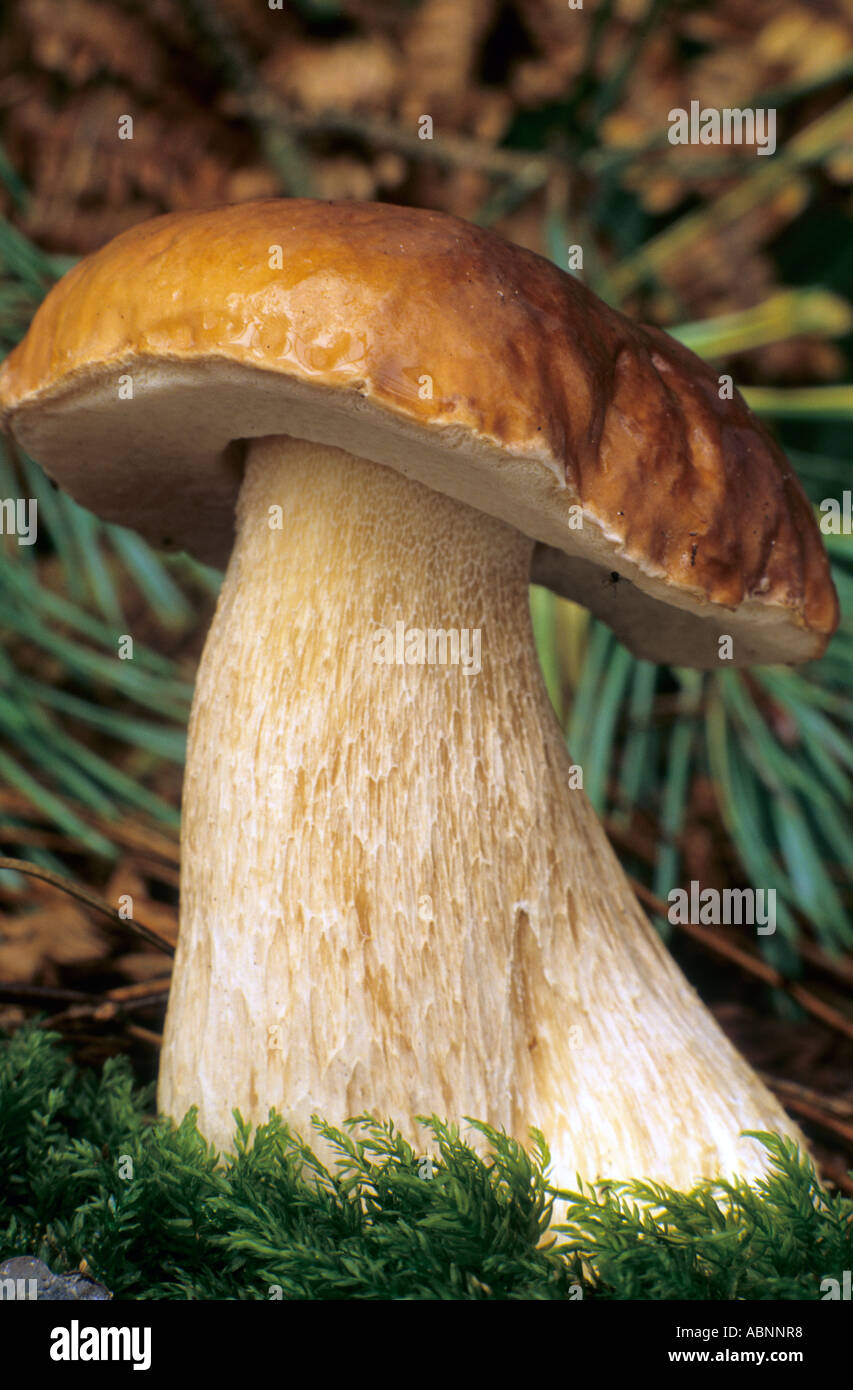 Cep Mushroom, Penny Bun mushroom, Boletus Edulis, edible Stock Photo ...