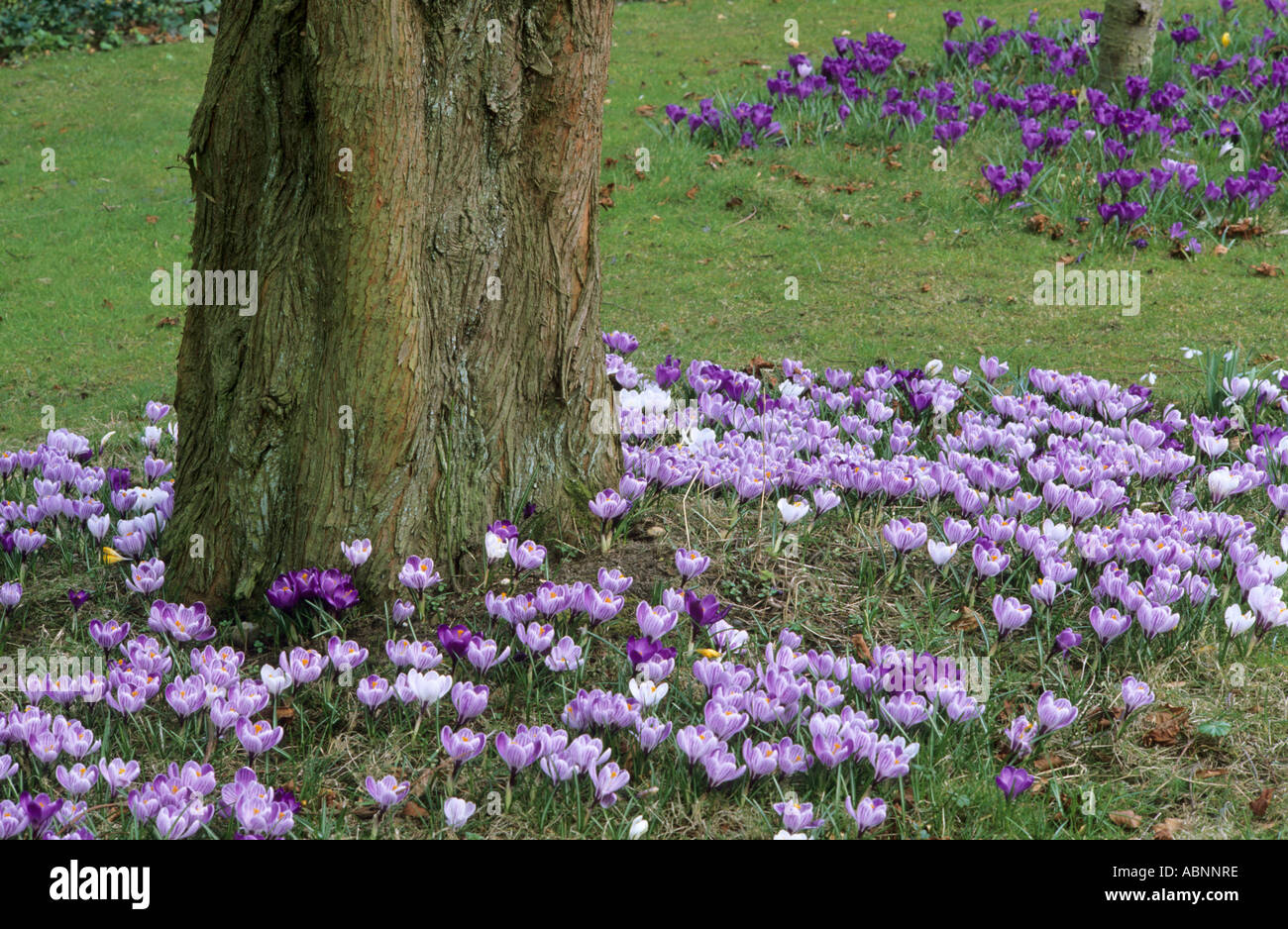 Crocus in grass under tree Stock Photo - Alamy