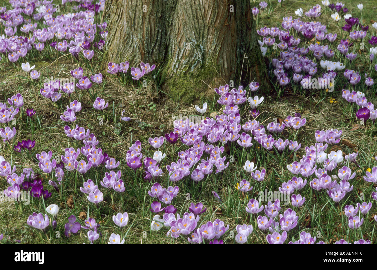 Crocus in grass under tree Stock Photo - Alamy
