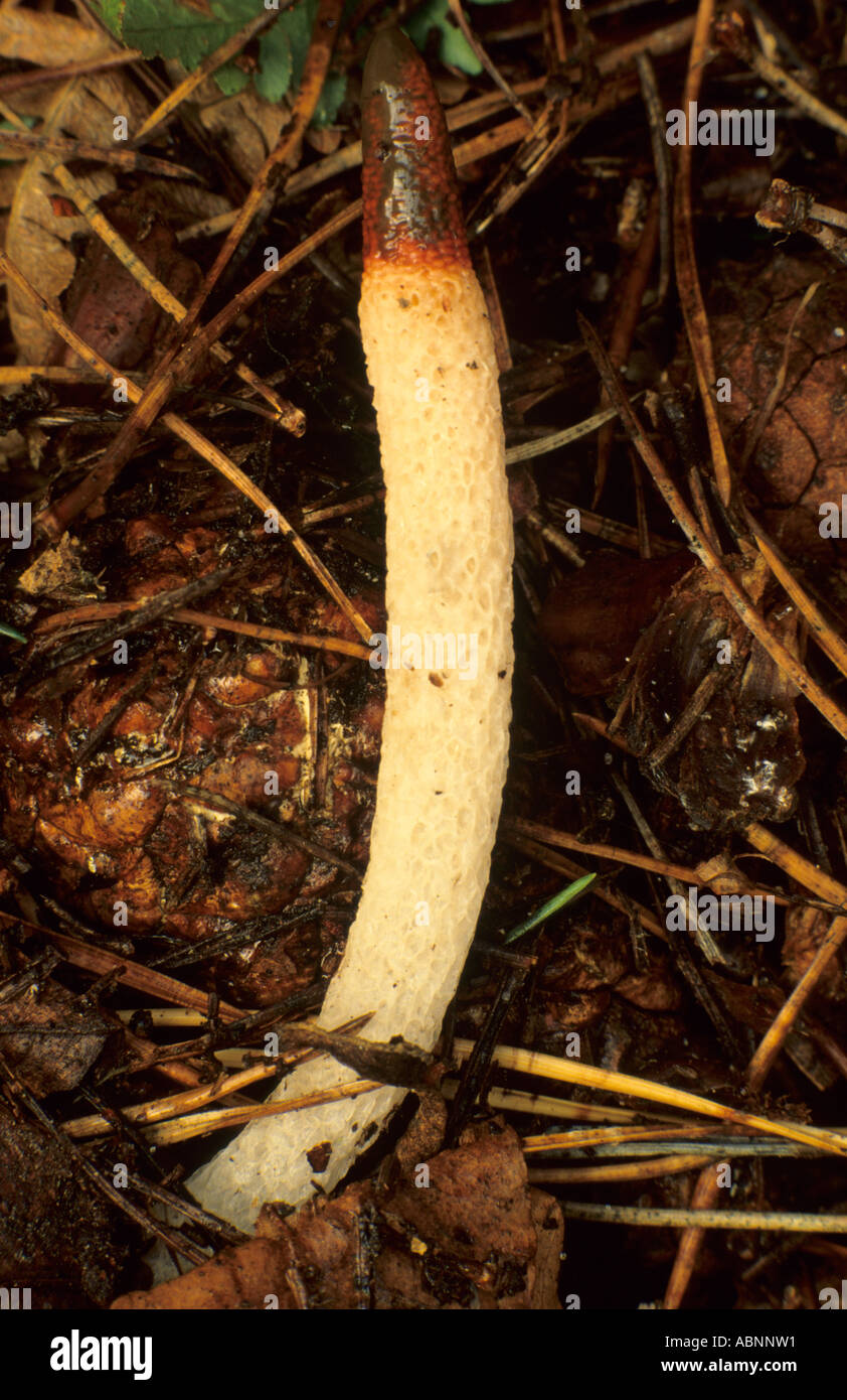 Dog Stinkhorn, Mutinus caninus, inedible fungus Stock Photo - Alamy