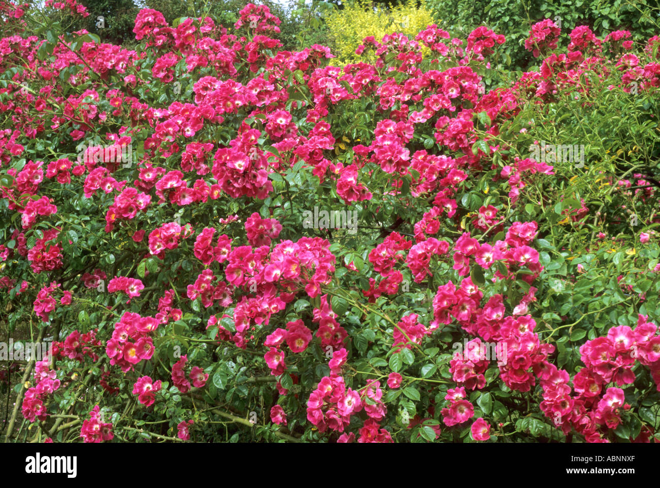 American pillar rose hi-res stock photography and images - Alamy
