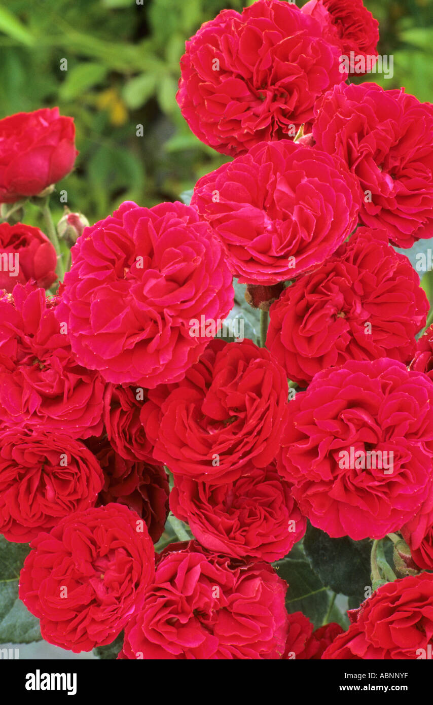 Chevvy chase hi-res stock photography and images - Alamy