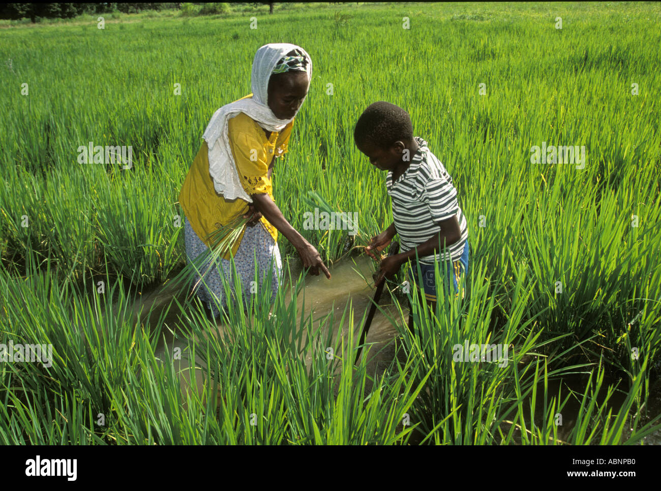 Farming In Ghana Stock Photos & Farming In Ghana Stock Images - Alamy