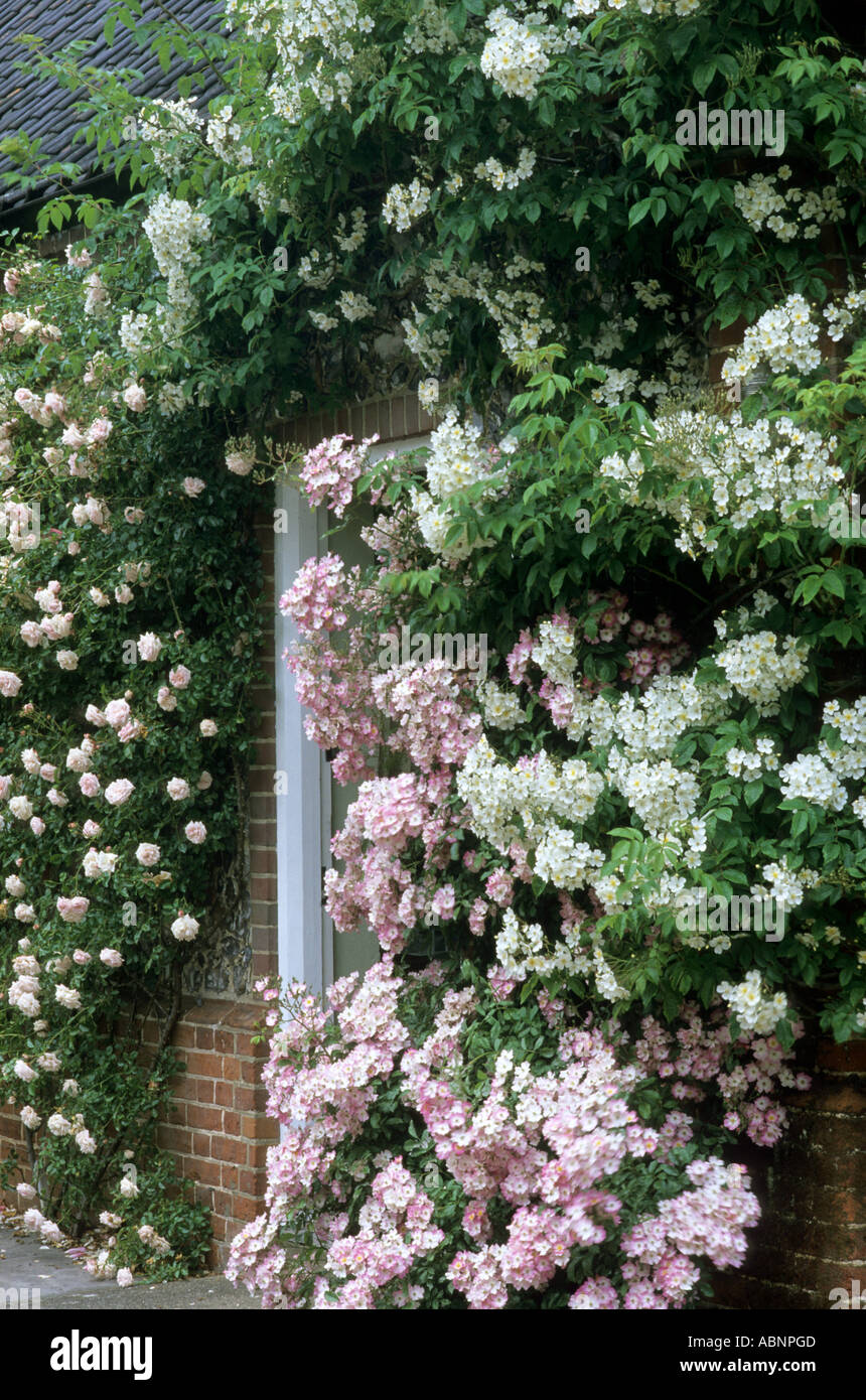 Rose helenae hi-res stock photography and images - Alamy