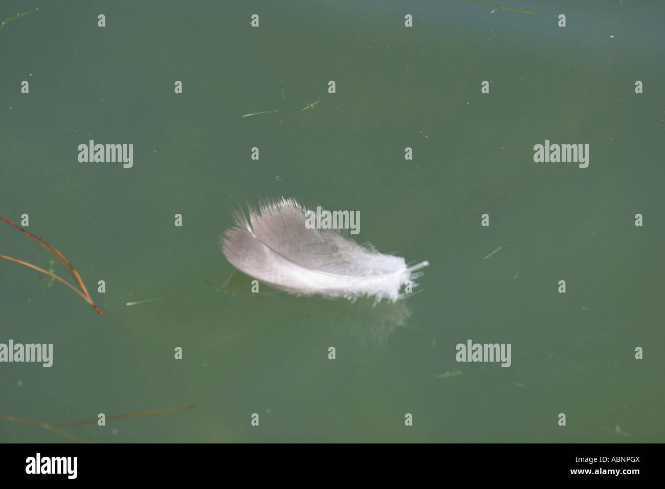 feather on water Stock Photo - Alamy