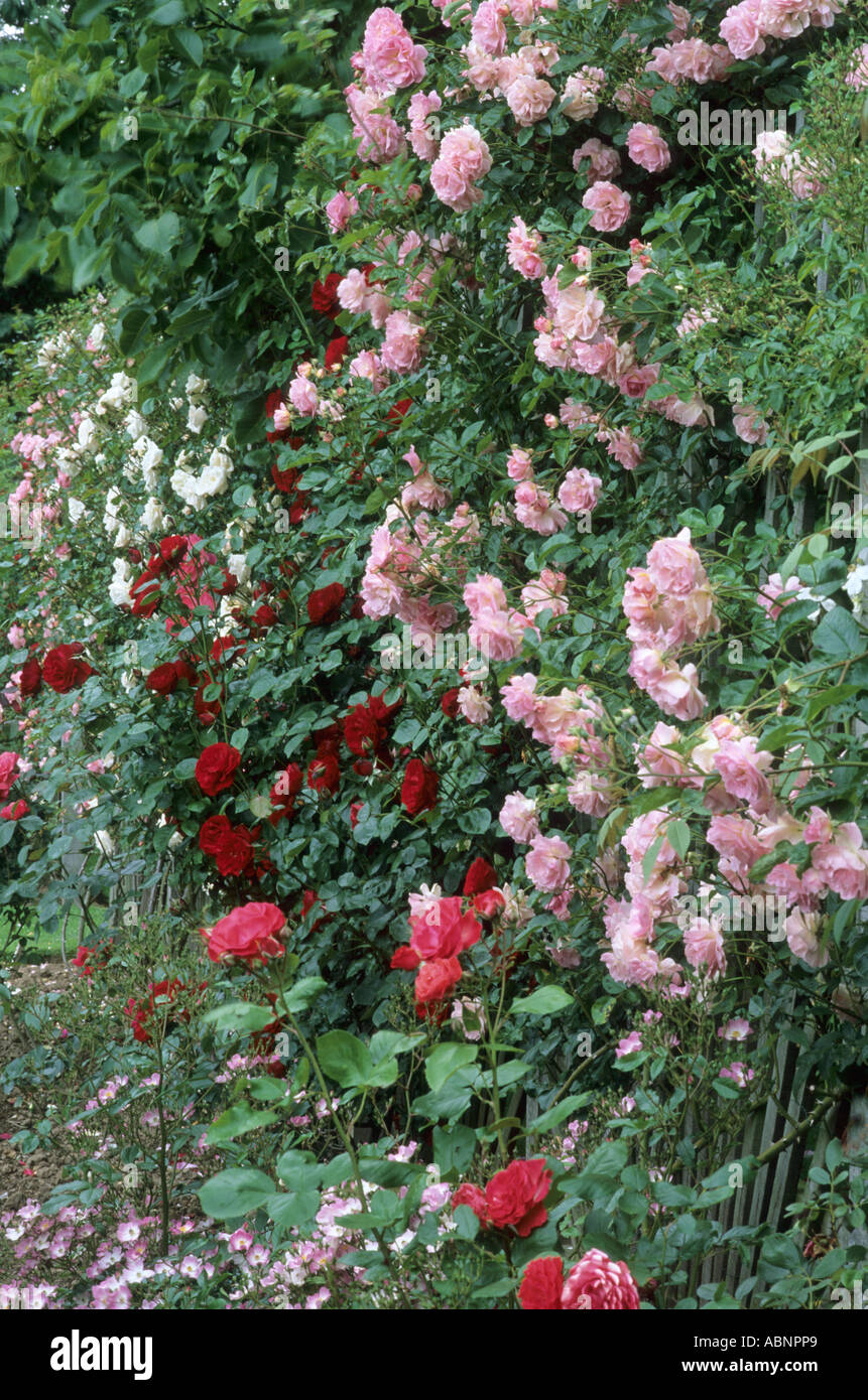 Trellis with climbing roses hi-res stock photography and images - Alamy
