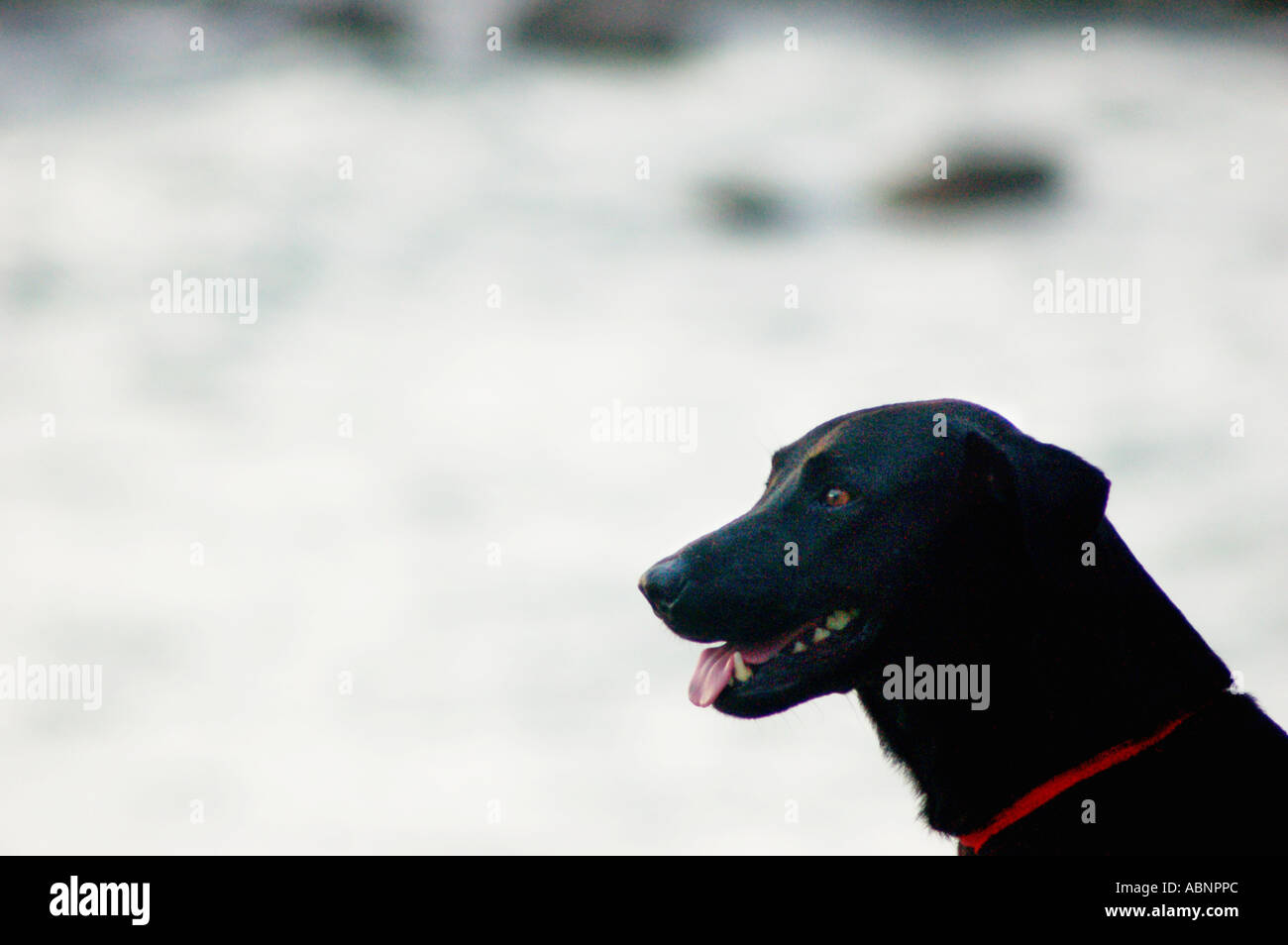 Waiting dog picture hi-res stock photography and images - Alamy