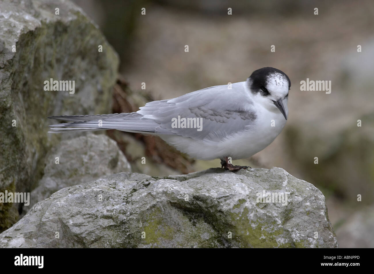 Common Tern in adult Winter plumage Stock Photo - Alamy