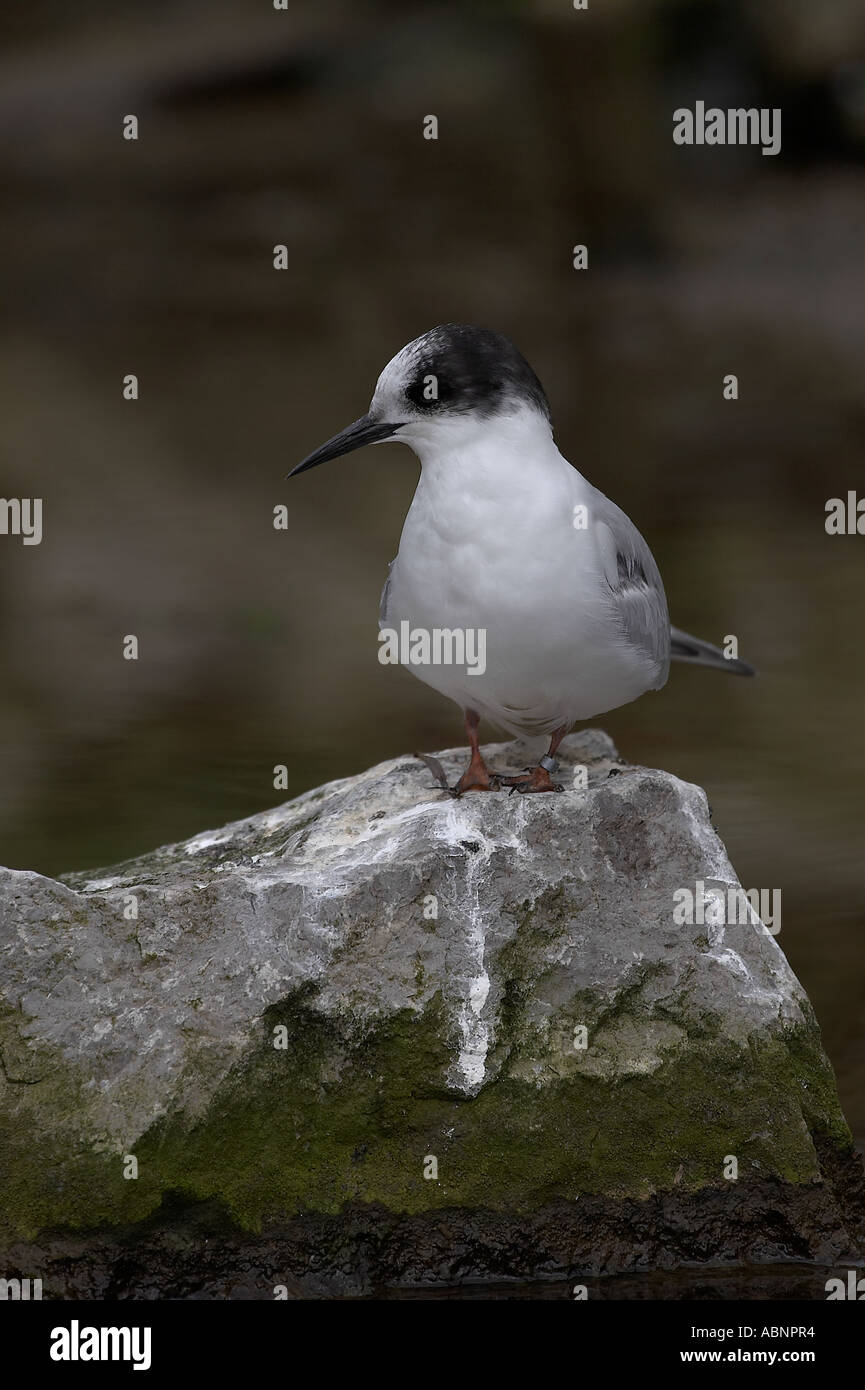 Common Tern in adult Winter plumage Stock Photo - Alamy
