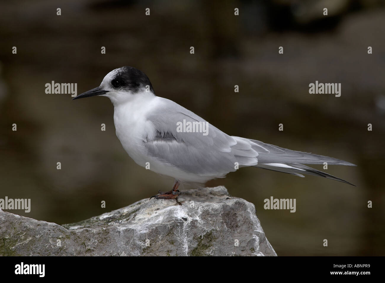 Common Tern in adult Winter plumage Stock Photo - Alamy