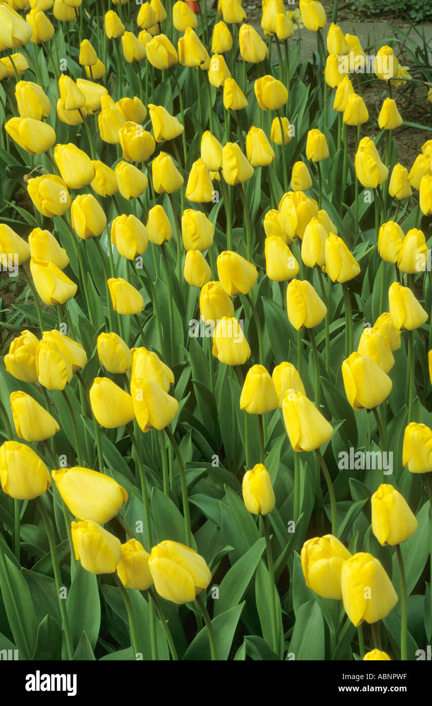 Tulip parade hi-res stock photography and images - Alamy