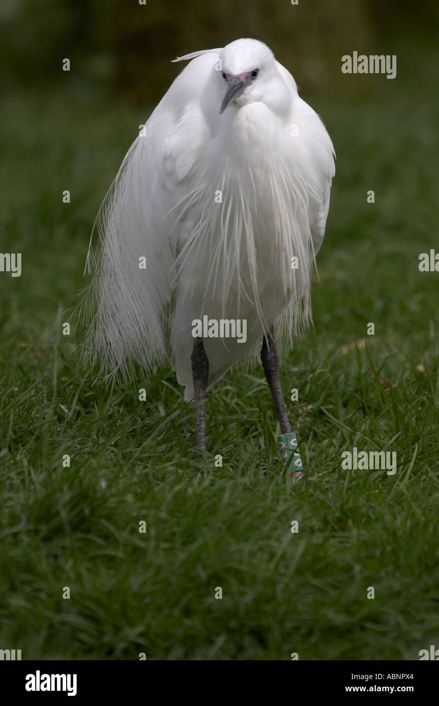 Portrait format little egret hi-res stock photography and images - Alamy