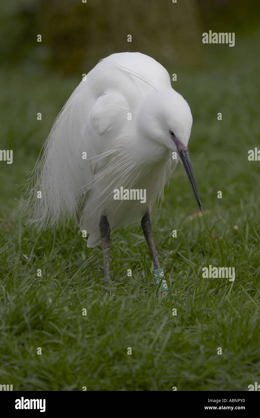 Portrait format little egret hi-res stock photography and images - Alamy