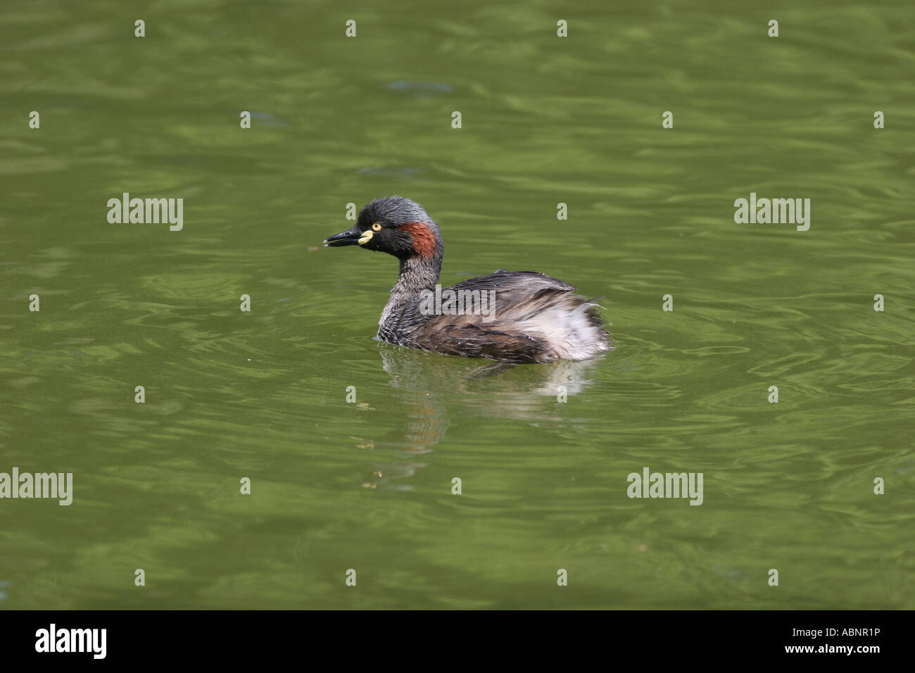 bird in the water, bird, waterbird, wildlife, nature Stock Photo - Alamy