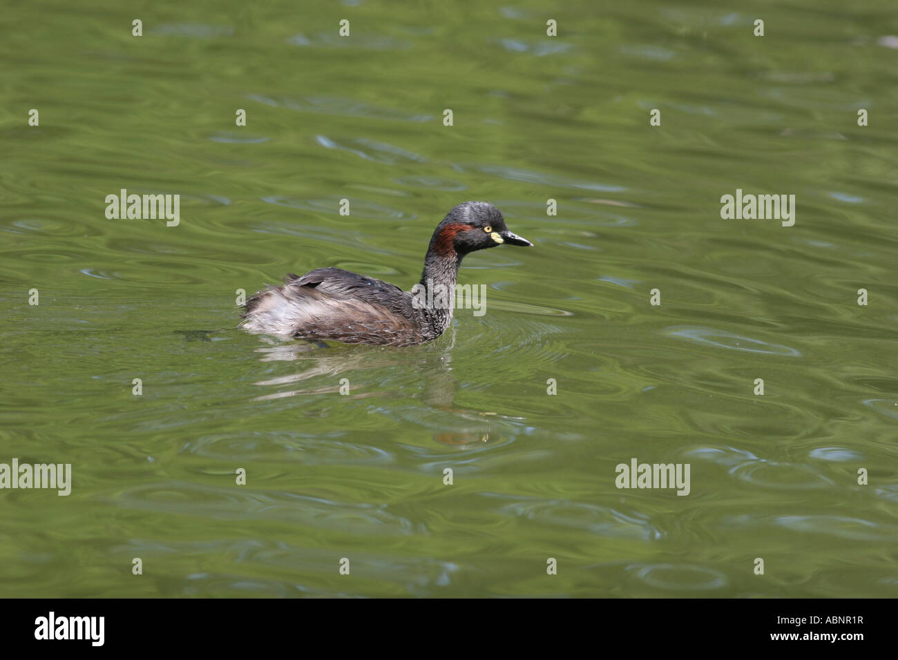 bird in the water, bird, waterbird, wildlife, nature Stock Photo - Alamy